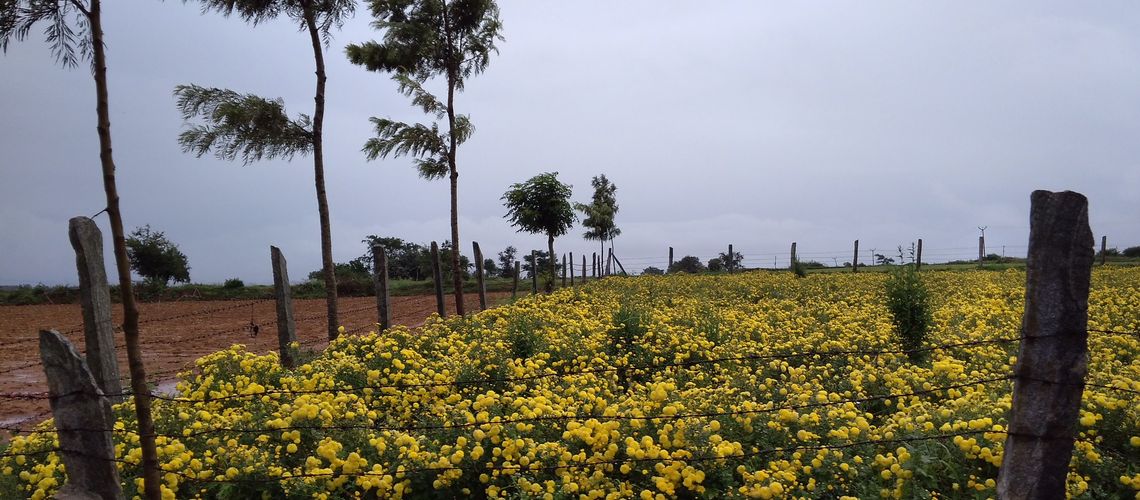 A Day at Navadarshanam – Suro The Saunterer